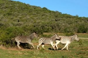 Shamwari Game Reserve Reviews: Is It Worth It?